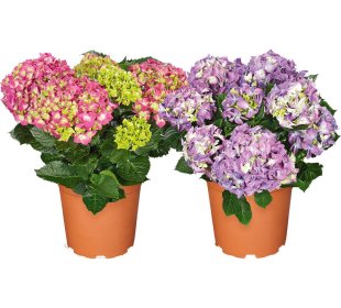 Cornflakes & Müsli online kaufen bei Netto